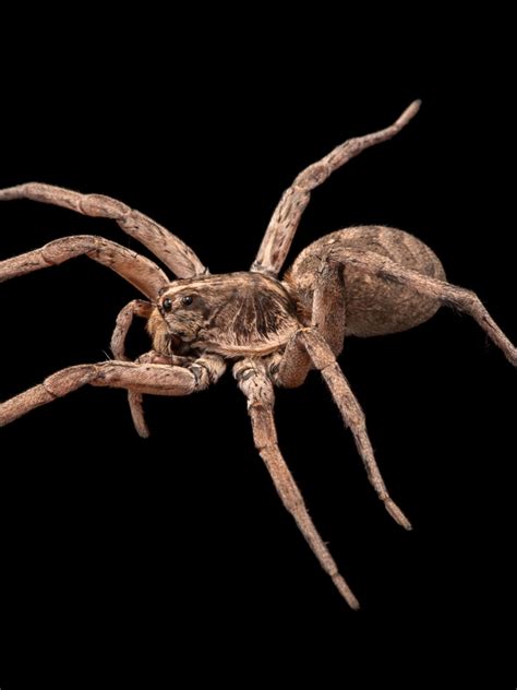 Download Wolf Spider Pictures 2303 X 3072