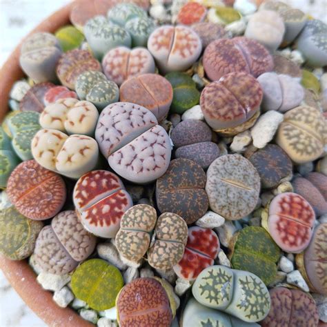 Lithops And Living Stones Beautiful Little Succulent Gems