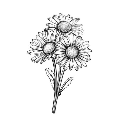 Daisy Clipart Black And White
