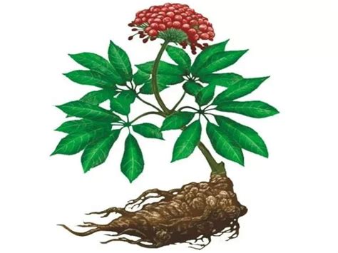 厉害了！文山三七！市长在cctv 2向全国推荐！