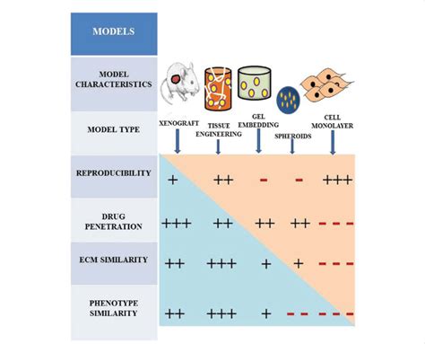 Schematic Representation Of Different Tumor Models And Their Main