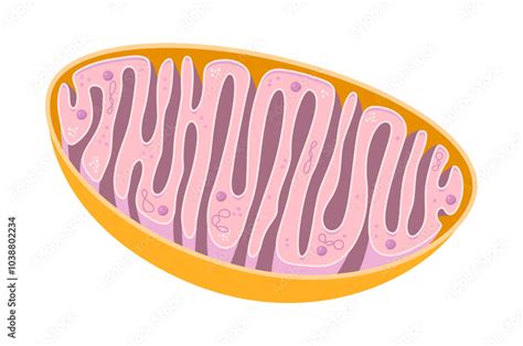 Vector Diagram Of Mitochondria Cross Section View Medical