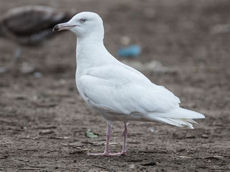 Glaucous Gull Ebird