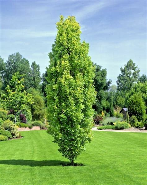 Best 10 Columnar English Oak Acorns Quercus Robur Fastigiata Seeds