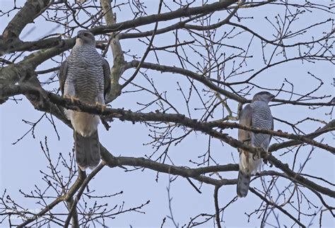 High Rise Habicht The Goshawks Of Berlin Part Ii March 2024