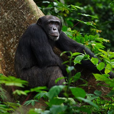 Woman Banned From Zoo After 4 Year ‘affair With Chimp