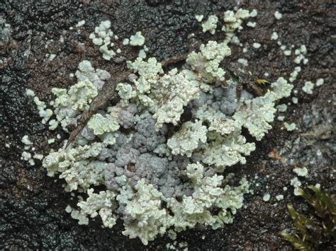 Lichen Gallery Stereocaulon Stereocaulon Coniophyllum Nika5885