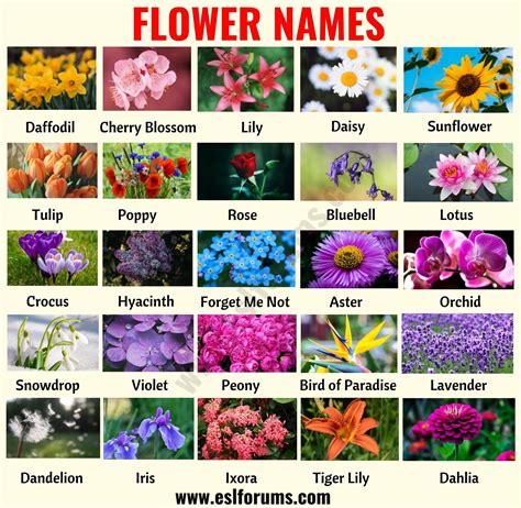 Types Of Flowering Plants In Biology Printable Coloring Pages Free
