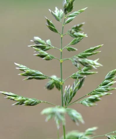 Grasses And Forb Identification Flashcards Quizlet