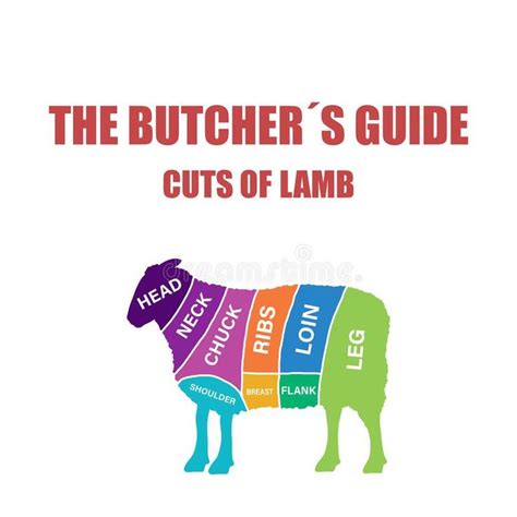 Lamb Cut Of Meat Butcher Diagram Scheme Royalty Free Illustration In