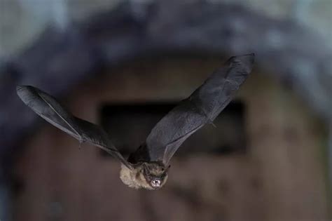 Bat Has Penis So Long It Cant Have Sex Instead Uses It As Extra Arm