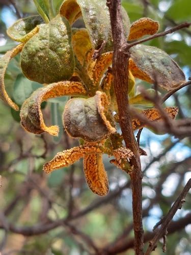 Aecidium Royenae · Inaturalist