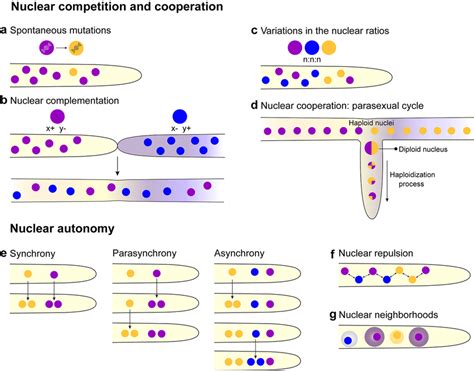 Nuclear Patterns In Multinucleate Syncytia A Spontaneous Mutation In Download Scientific