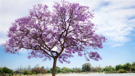 How To Plant Grow And Care For Jacaranda Tree Easily Planet Natural