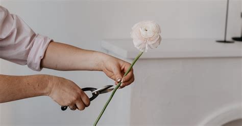 Member Only Bonus Conditioning And Processing Your Flowers Calyx