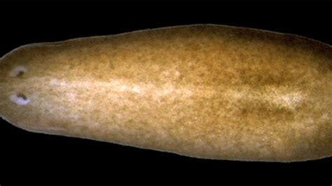 Planaria Under Microscope