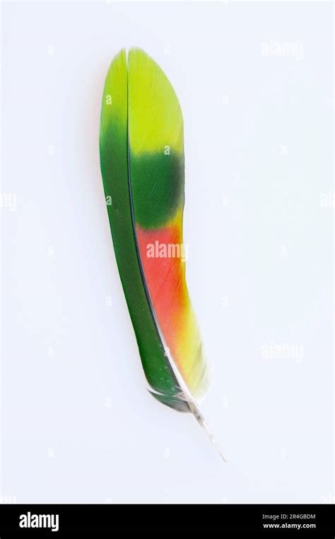 Yellow Headed Amazon Feather Amazona Oratrix Belizensis Amazona Ochrocephala Belizensis