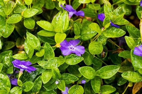 How To Grow Creeping Myrtle Vinca Minor