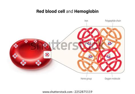 Red Blood Cell Hemoglobin Vector Heme Stock Vector Royalty Free