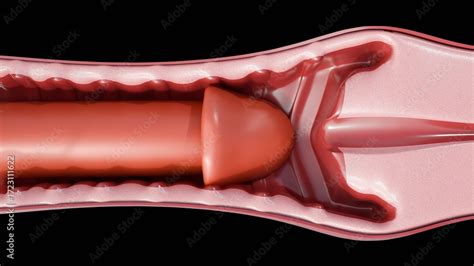 3d Cross Sectional View Of Internal Structures Involved In Reproduction