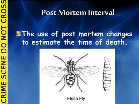 Ppt Forensics Chs Mcniff Powerpoint Presentation Free Download Id