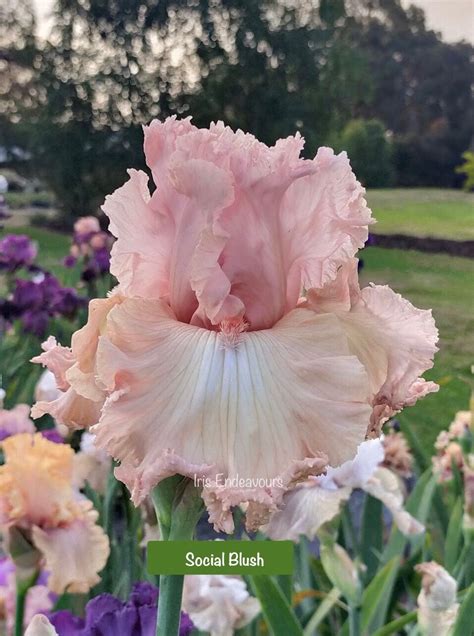 Iris Endeavours Tall Bearded Iris Selling Pot Grown Rooted Rhizomes
