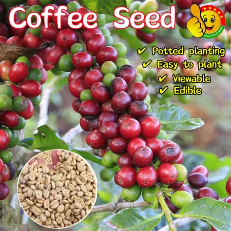 100 Original Edible Coffea Seeds For Planting Fresh 30pcs Seeds