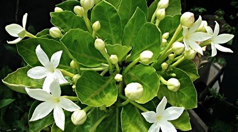 21 Different Hawaiian Flowers Only Found In Hawaii