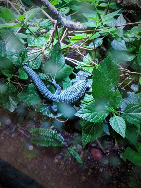 Florida Blue Centipede Fascinating Facts