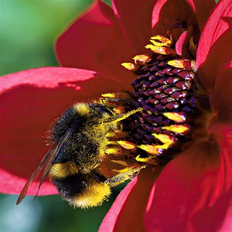 Lacock Photography Bees And Butterflies — Jonathan Jelfs Photography