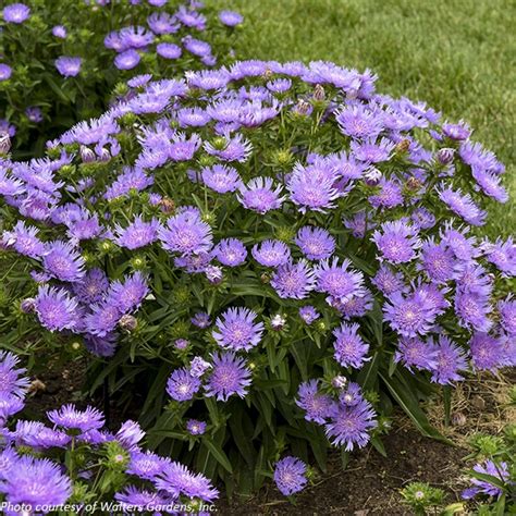 Stokesia Laevis Totally Stoked® ‘riptide Stokes Aster Cavanos Perennials