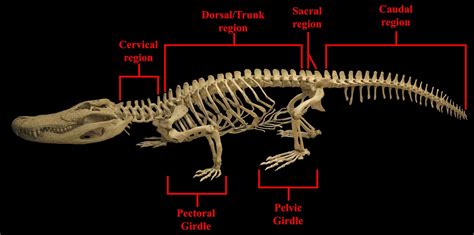 Features Of Reptile Anatomy At John Regis Blog