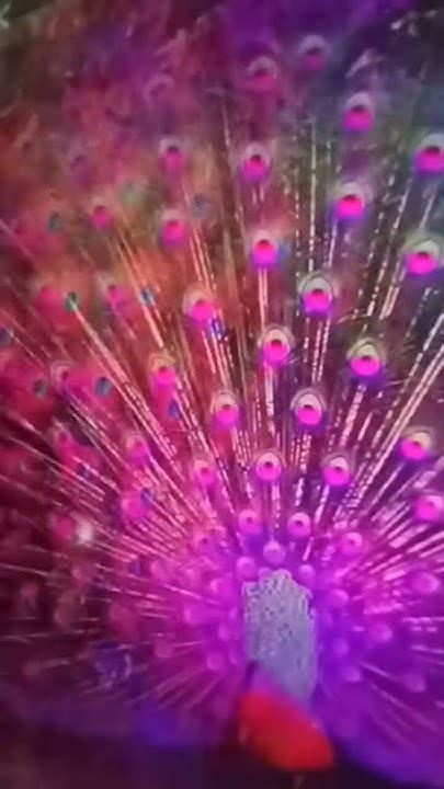 Amazing Peacock Dance🦚video Shortplesesupportme Likeandsucribe Youtube