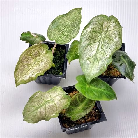 Alocasia Pink Dragon Mint Variegated Flora Magnifica Australia