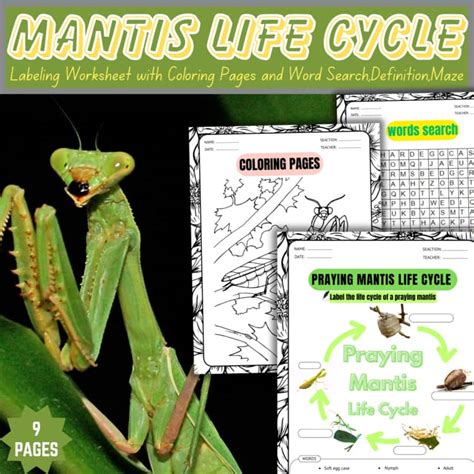Praying Mantis Life Cycle Praying Mantis Labeling Worksheet Coloring