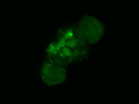 Gene Switch Finally Worked
