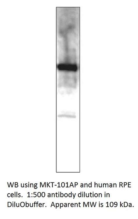 Mertk Polyclonal Antibody Mkt 101ap