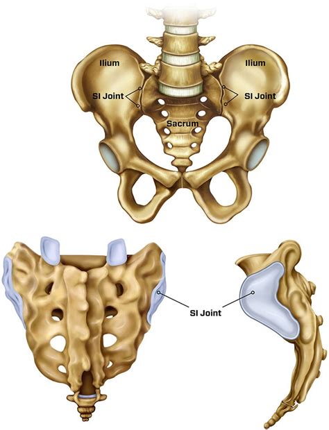 Anatomical Rendering Of The Sacroiliac Joint Shown In Anterior Top Download Scientific