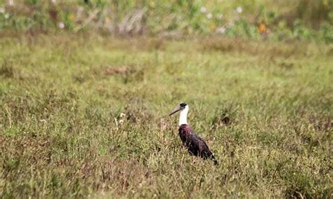 Bsy Govt Not Keen On Conserving Hesaraghatta Grasslands