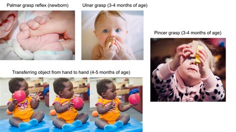 66 Gross And Fine Motor Development Social Sci Libretexts