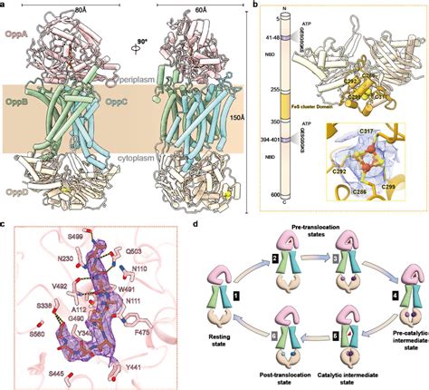 Nat Struct Mol Biol 张兵饶子和杨海涛杨晓琳揭示结核分枝杆菌寡肽转运体oppabcd识别和转运底物的分子机制