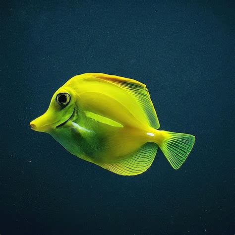 Premium Photo Yellow Color Fish In The Aquarium