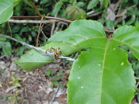 Tropical Biodiversity Santarém Pará Brasil Passion Fruit Tendrils