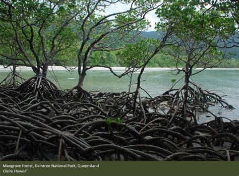 Which State Has Highest Mangrove Forest At Fred Joe Blog