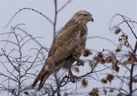 Common Buzzard Birdforum