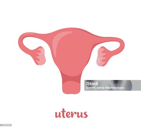 Rahim Ilustrasi Kesehatan Reproduksi Wanita Organ Internal Tubuh