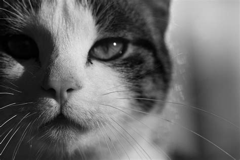 The Watcher Tim Ebbinghaus Flickr