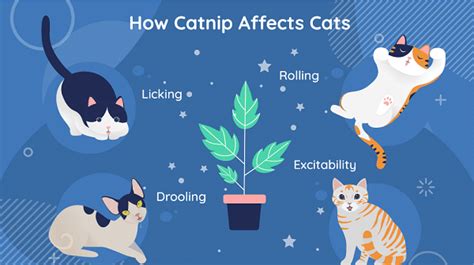 What Is Catnip Why Cats Like It