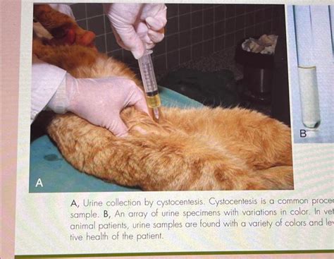 Solved A Urine Collection By Cystocentesis Cystocentesis