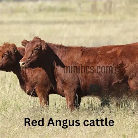 Red Angus Cattle All About Angus Cattles Breed